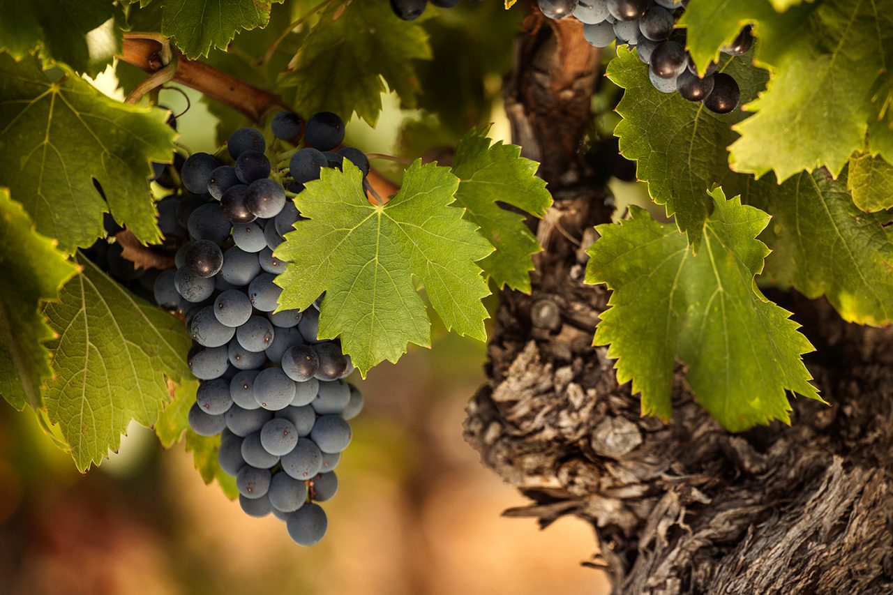 Château Jérémie - Les Domaines Paul Mas